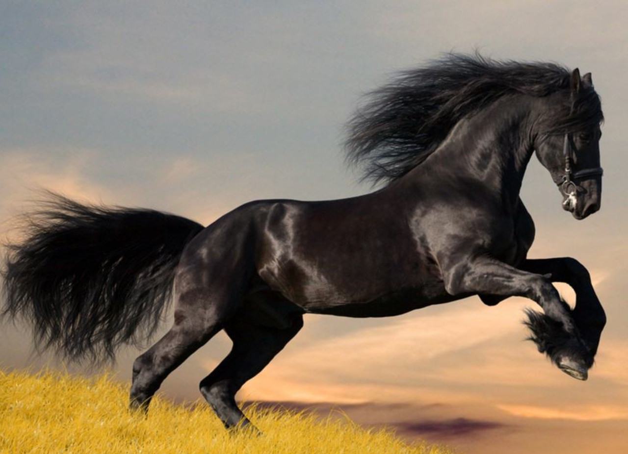 Cavallo Frisone nero e splendido | Immagini e Sfondi per Ogni Momento