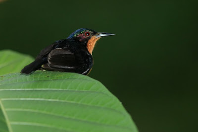 FRIENDS OF LAMBIR: Ruby-cheeked Sunbird