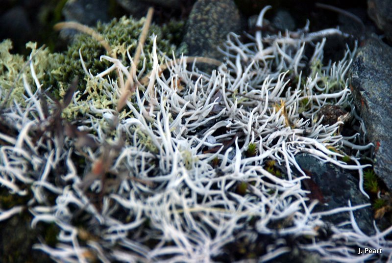 The Blog Bog of the Tundra: Worm Lichen