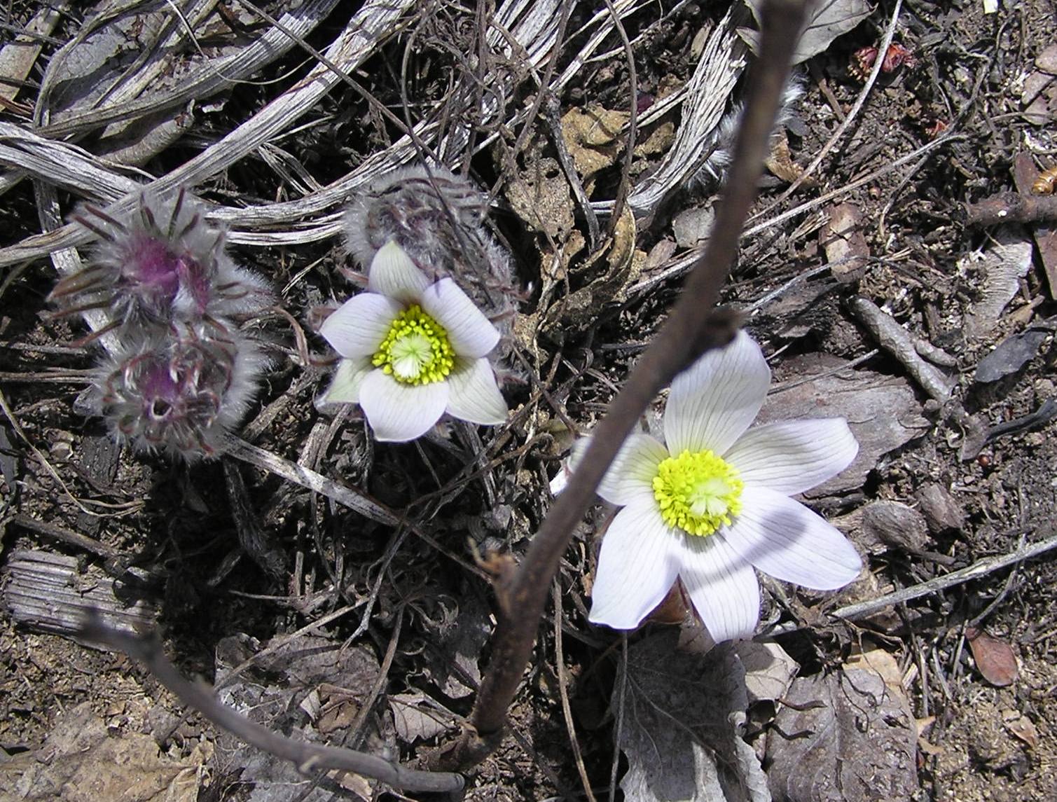 Montana Wildlife Gardener: Early spring wildflowers in our yard