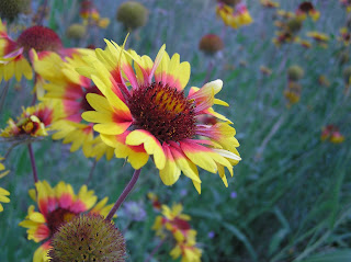 Montana Wildlife Gardener: Top recommended native plants
