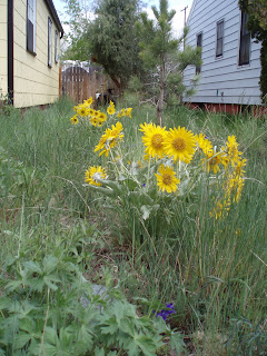 Montana Wildlife Gardener: A good year for arrowleaf balsamroot in our ...