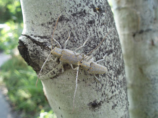 Montana Wildlife Gardener: and the story continues...