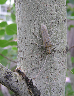 Montana Wildlife Gardener: Quaking aspen, longhorn beetles, and the ...