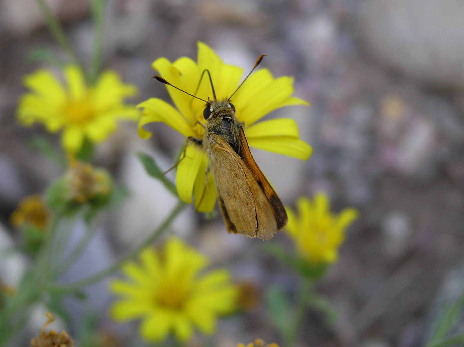 Montana Wildlife Gardener: 2010