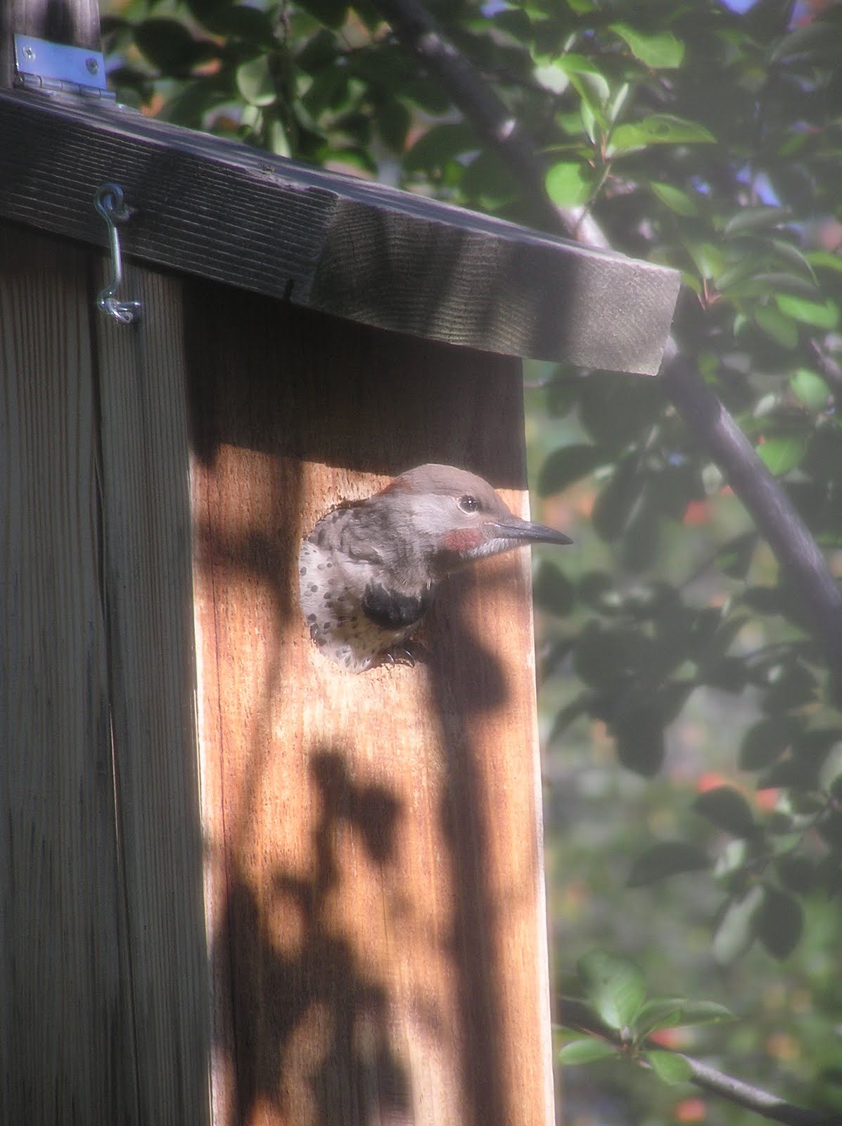 Montana Wildlife Gardener: Flicker fledging has begun!