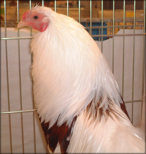 ALL THE DIFFERENT CHICKENS THAT ARE IN THE WORLD: Chicken Guide #2 ...