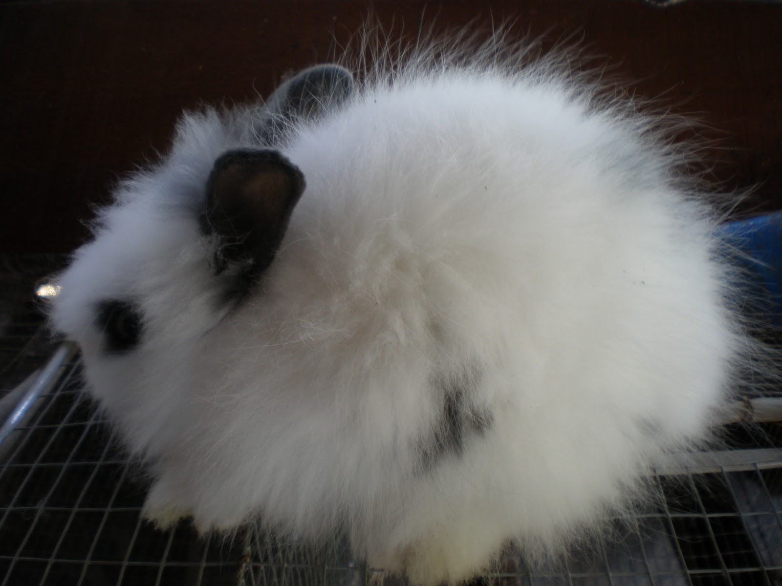 MENGIMPORT, MENGEKSPORT DAN MENTERNAK ARNAB PELBAGAI JENIS