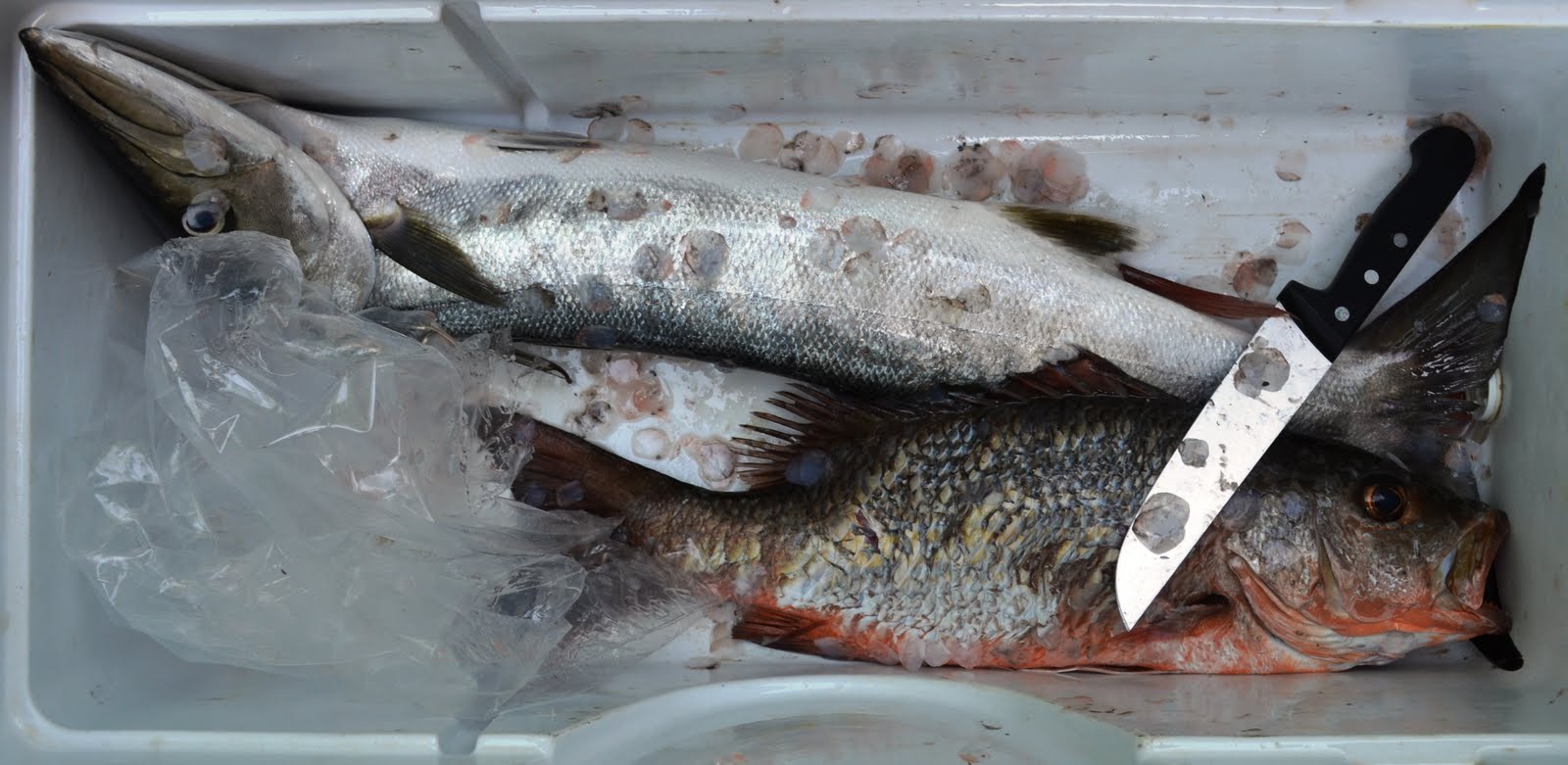 JMLO en Angola: Week-end à Mussolo