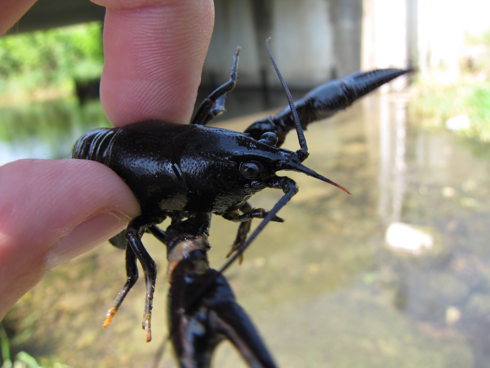 Gerrit's Nature Blog: Wolf Creek - Darters, Crayfish, and more