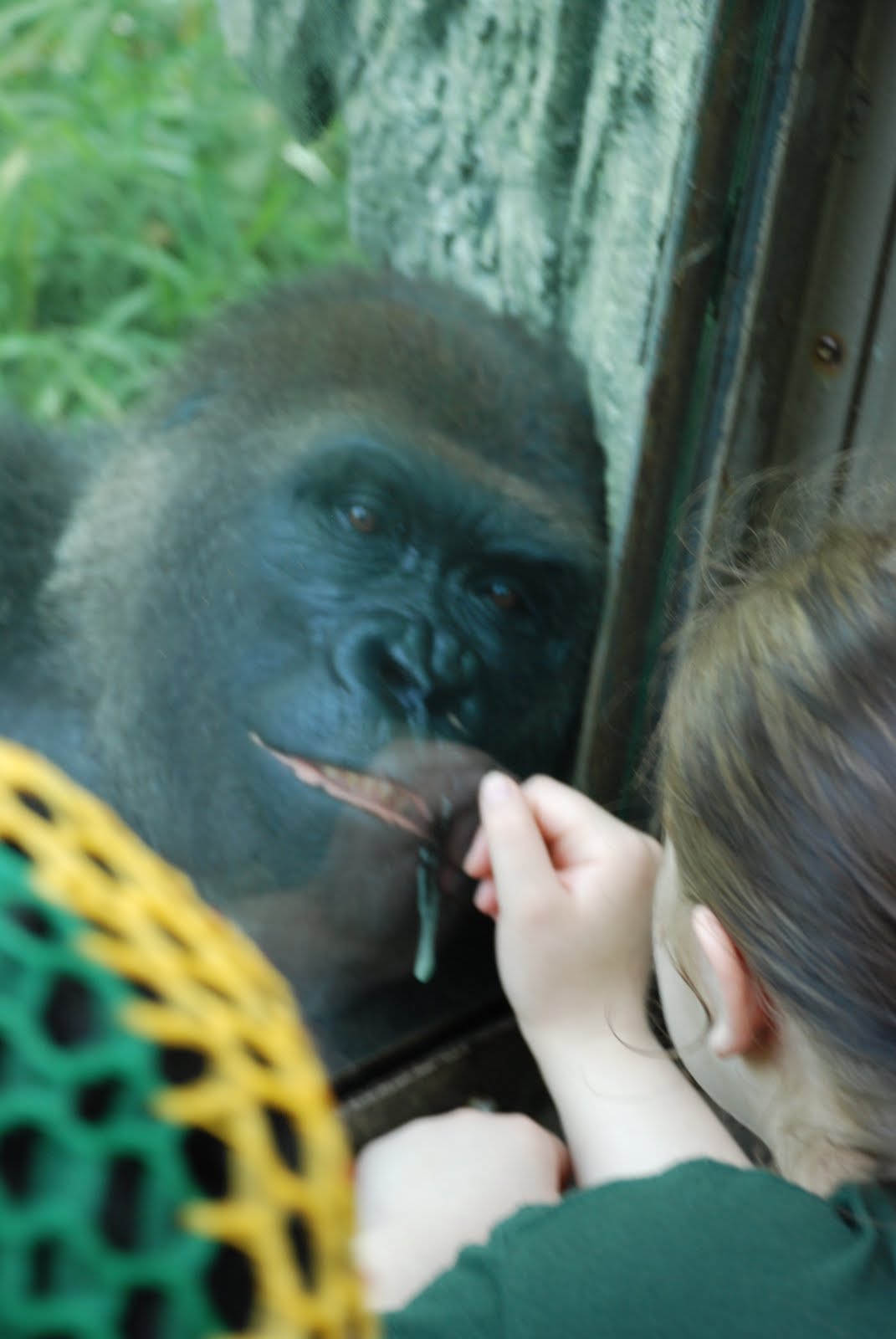 Kitchens Are Monkey Business: Road Trip. Day 1. North Carolina Zoo In ...