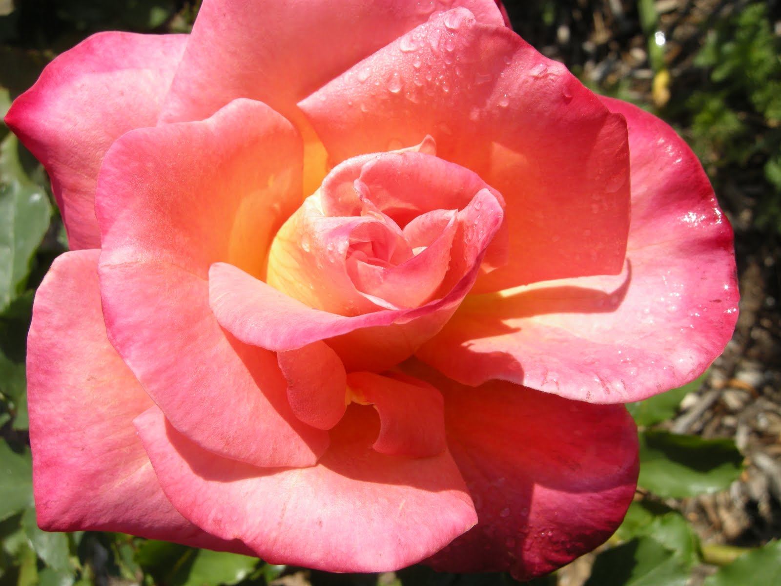Kitchens Are Monkey Business: More Of Rosie's Flowers.