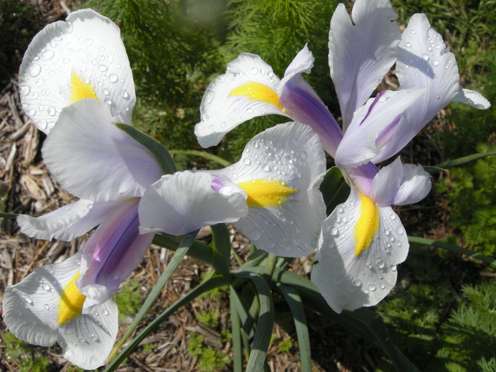 Kitchens Are Monkey Business: More Of Rosie's Flowers.