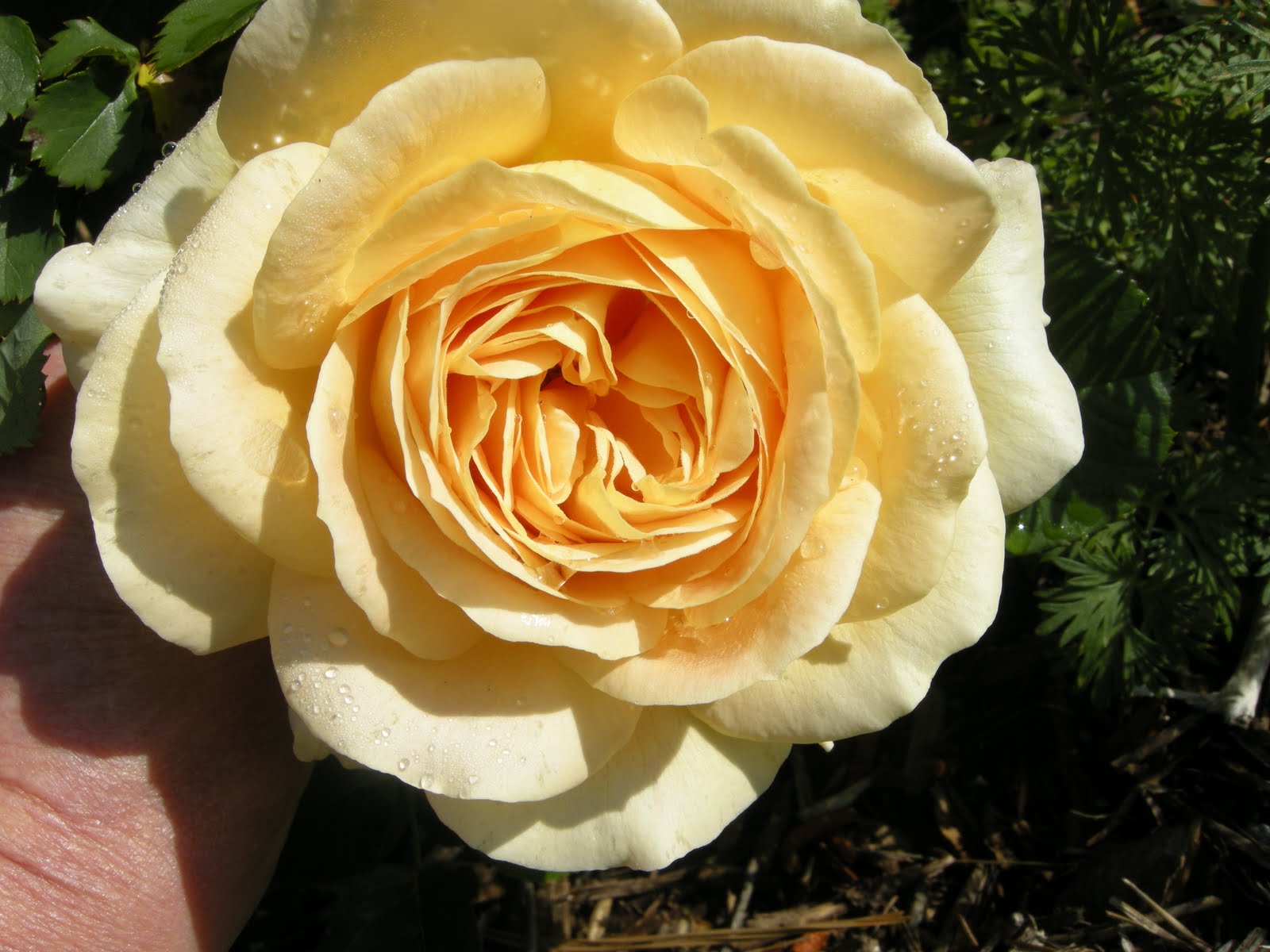 Kitchens Are Monkey Business: More Of Rosie's Flowers.