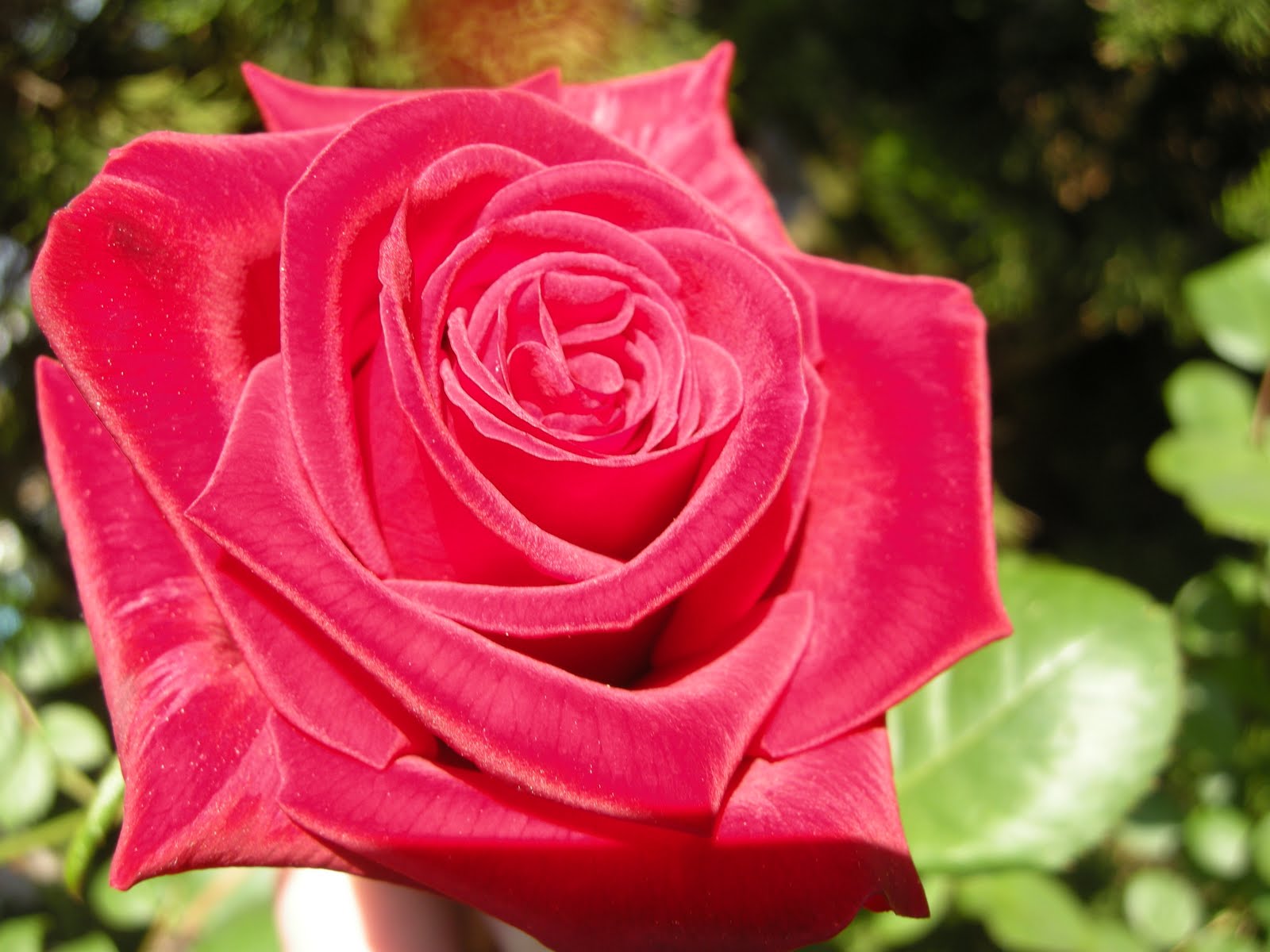 Kitchens Are Monkey Business: More Of Rosie's Flowers.