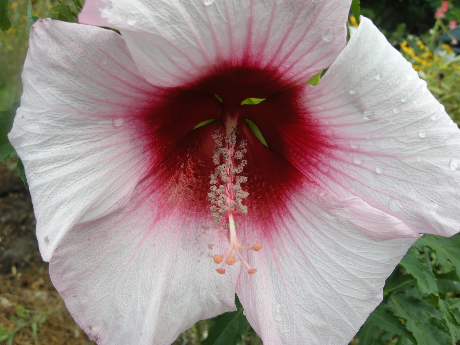 Kitchens Are Monkey Business: Rosie's Flowers.