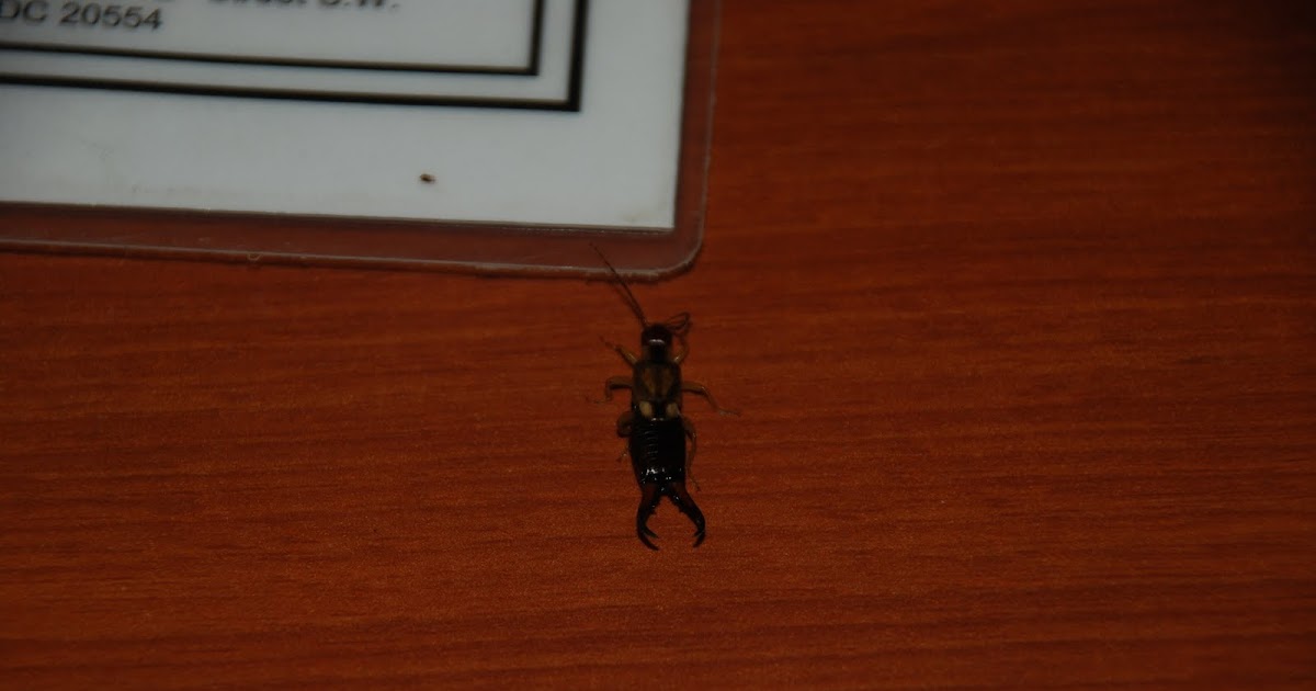 Kitchens Are Monkey Business: October 13. Fresno, California. Comfort Inn.