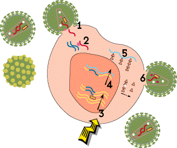 The Green Man Diary: HIV 101 - The HIV Life Cycle