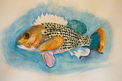 Fishes of all types: Checkered Fish