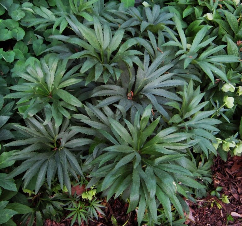 Future Plants by Randy Stewart: Helleborus