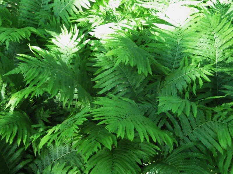 Future Plants by Randy Stewart: Fern - Athyrium ( Painted & Lady Ferns )