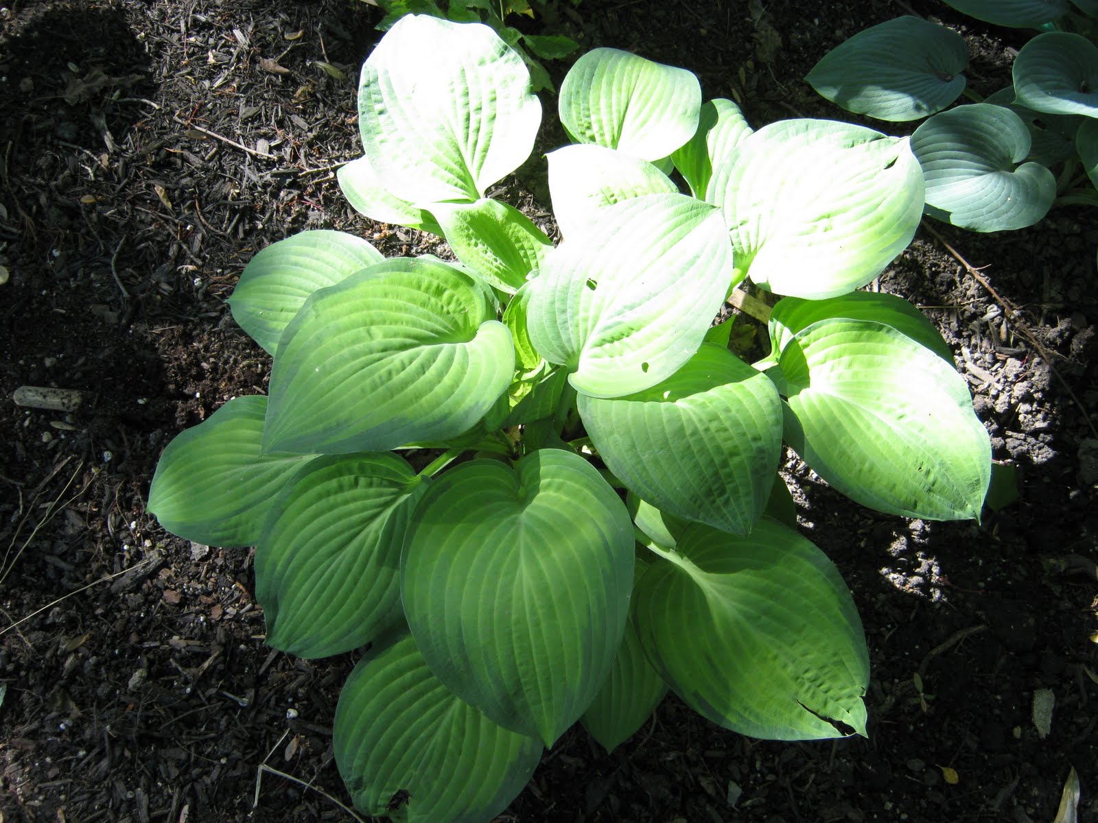 Future Plants by Randy Stewart: Hosta
