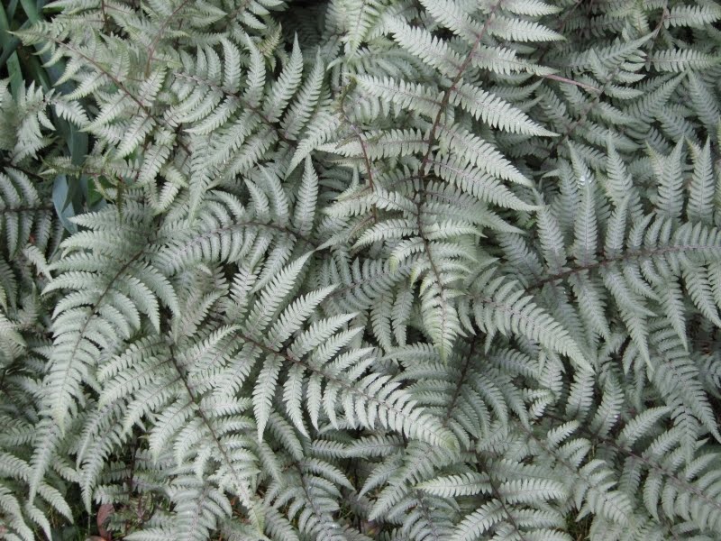 Future Plants by Randy Stewart: Fern - Athyrium ( Painted & Lady Ferns )