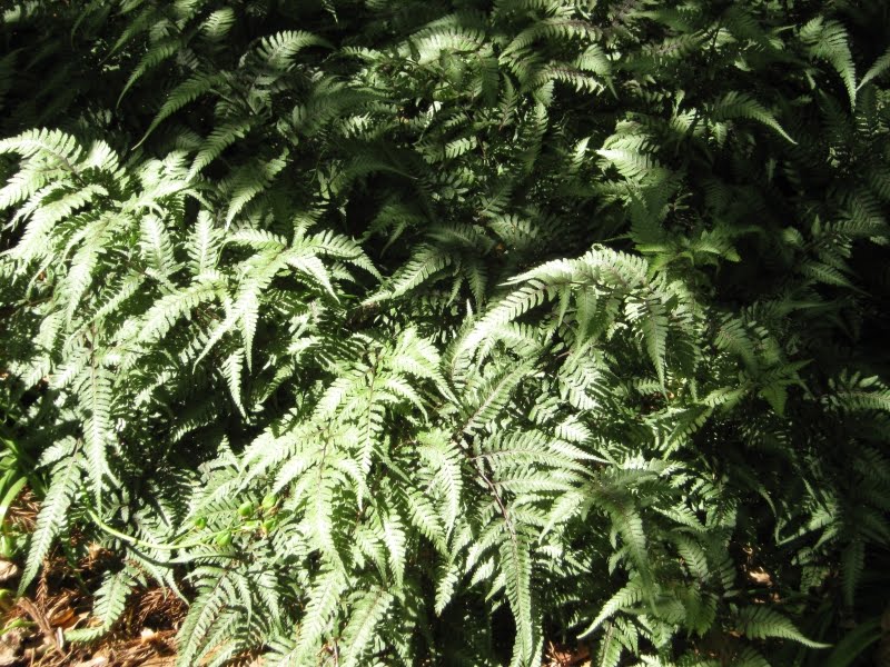 Future Plants by Randy Stewart: Fern - Athyrium ( Painted & Lady Ferns )