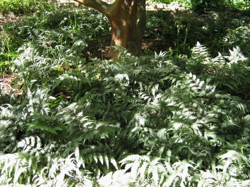 Future Plants by Randy Stewart: Fern - Athyrium ( Painted & Lady Ferns )