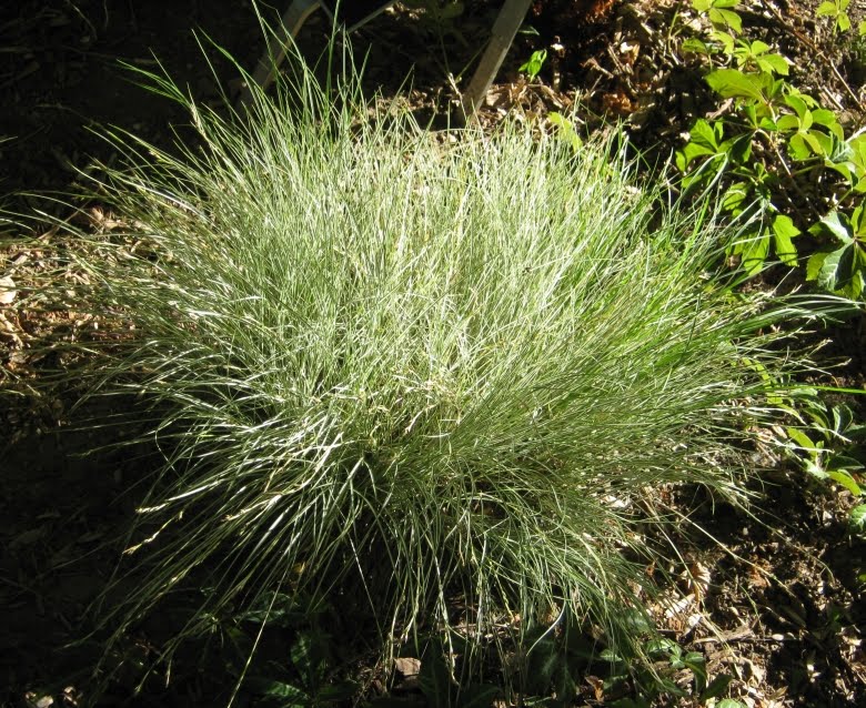 Future Plants by Randy Stewart: Carex - Ornamental Sedge