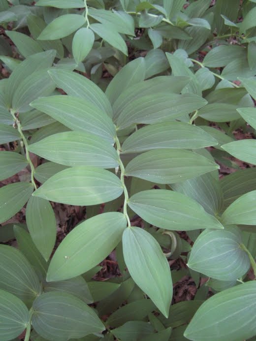 Future Plants by Randy Stewart: Solomon's Seal