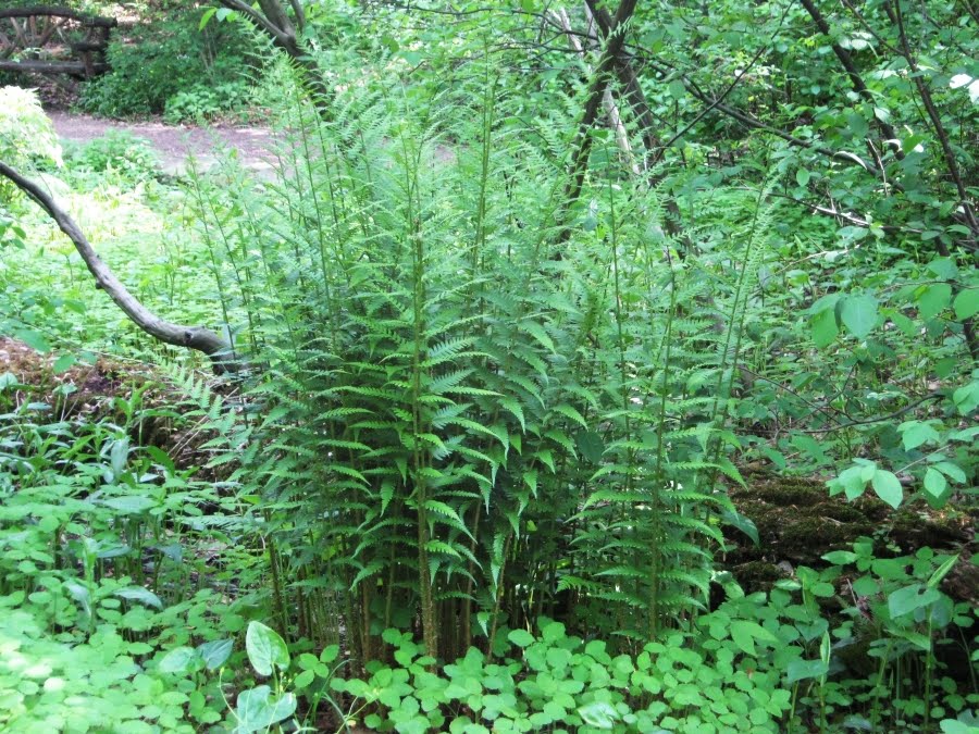 Future Plants by Randy Stewart: Dryopteris Ferns