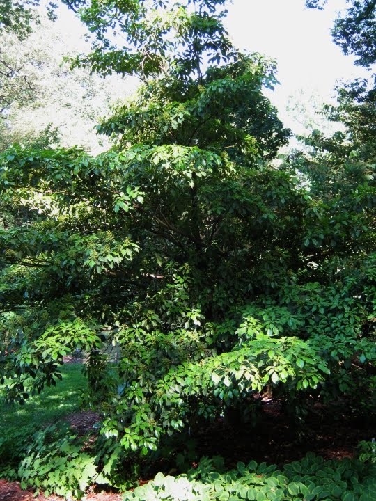 Future Plants by Randy Stewart: Wheel Tree