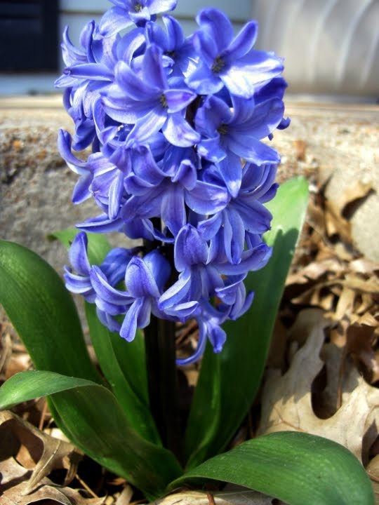 Future Plants by Randy Stewart: Hyacinth