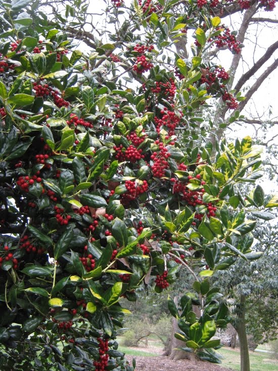 Future Plants by Randy Stewart: Evergreen Hollies