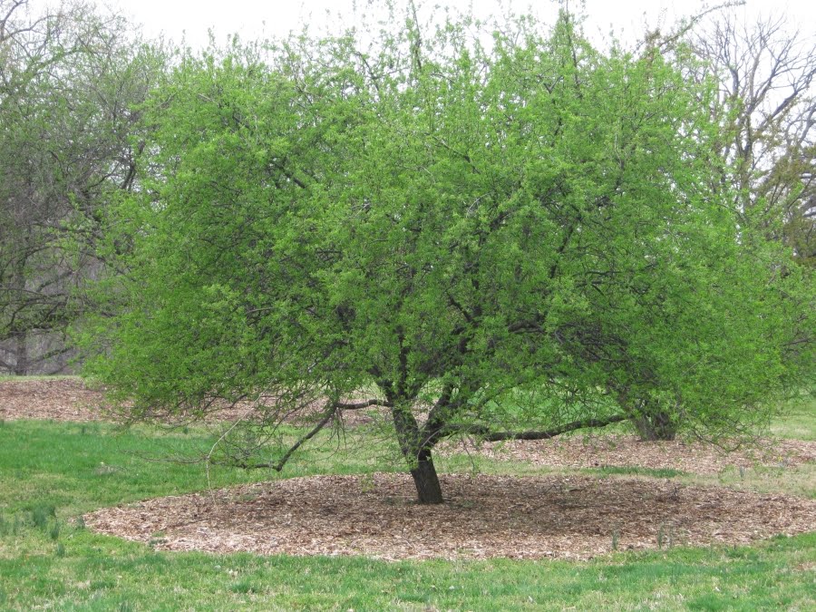 Future Plants by Randy Stewart: Crabapples and Apples - The Malus family