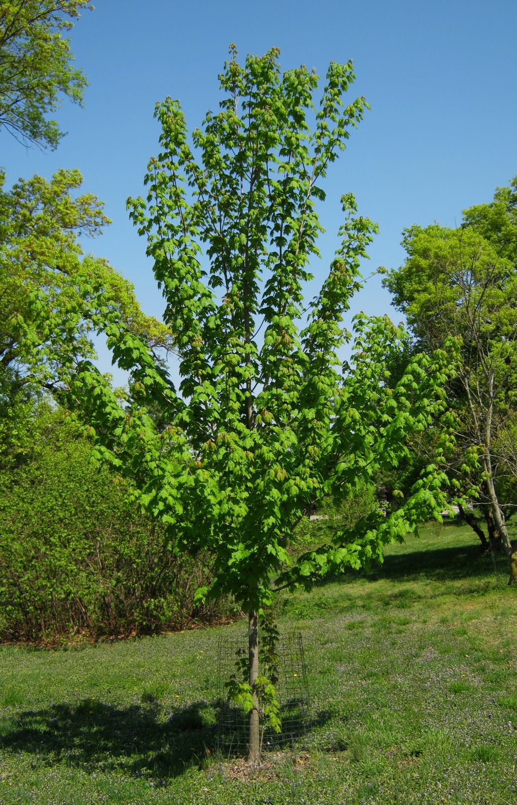 Future Plants by Randy Stewart: MAPLES - The Native Ones