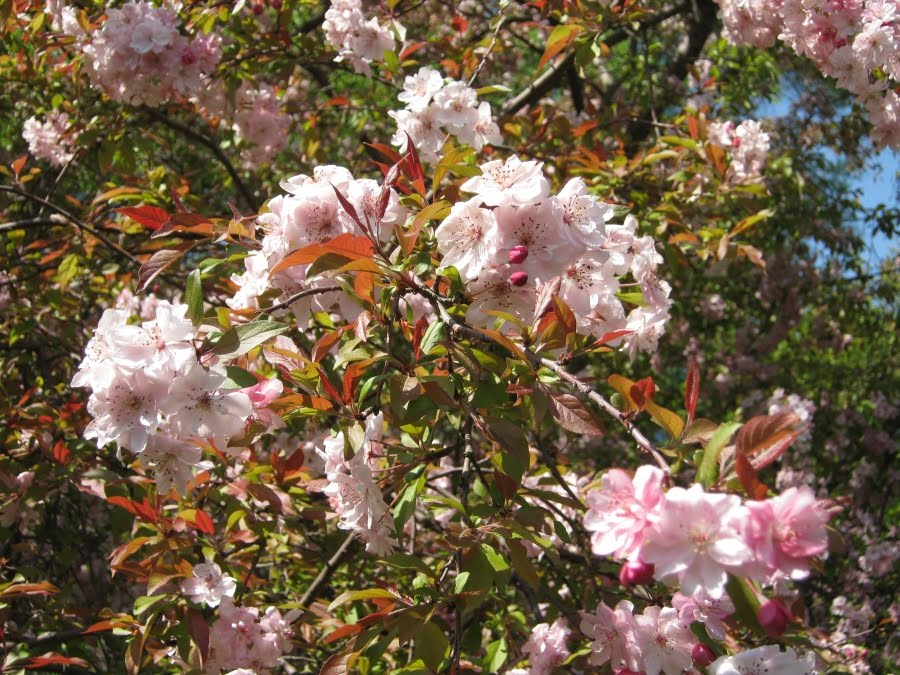 Future Plants by Randy Stewart: Crabapples and Apples - The Malus family