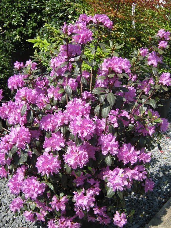 Future Plants by Randy Stewart: Rhododendrons Hybrids