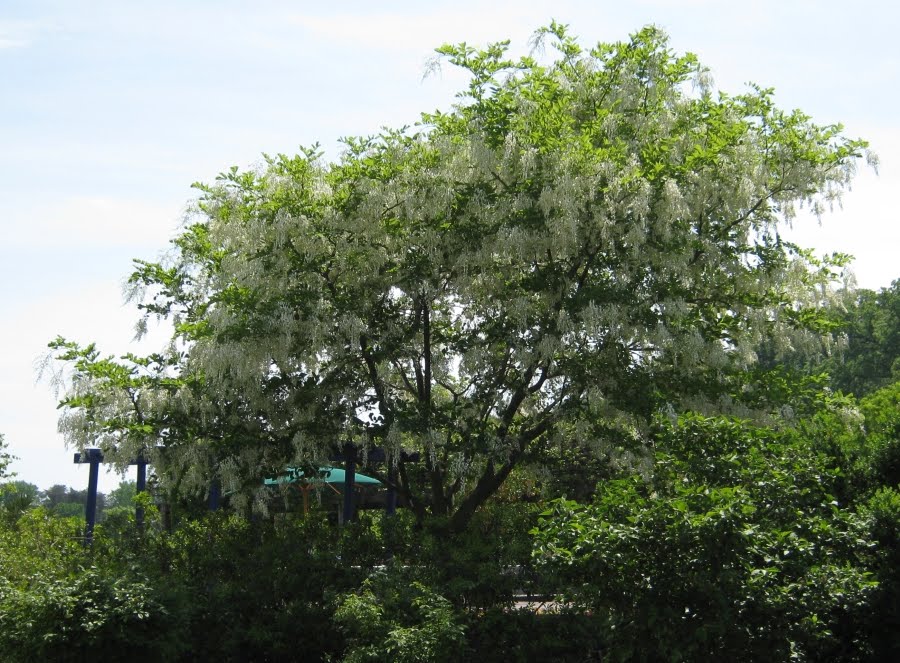 Future Plants by Randy Stewart: Cladrastis - Yellowwood