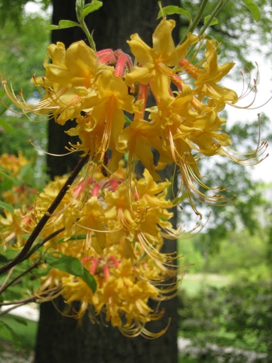 Future Plants by Randy Stewart: Azalea - Deciduous Species