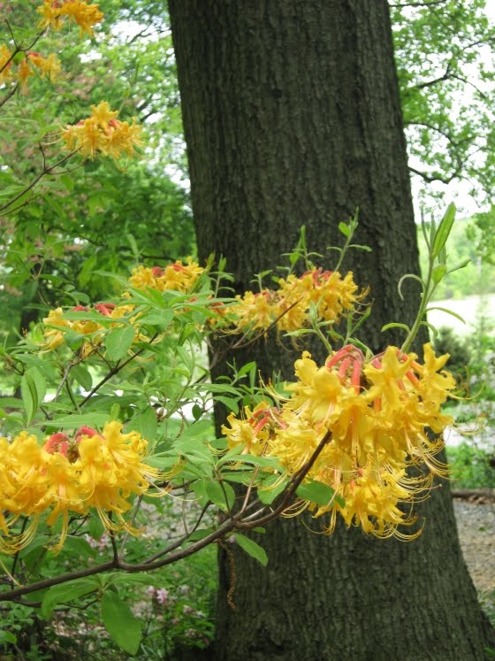 Future Plants by Randy Stewart: Azalea - Deciduous Species