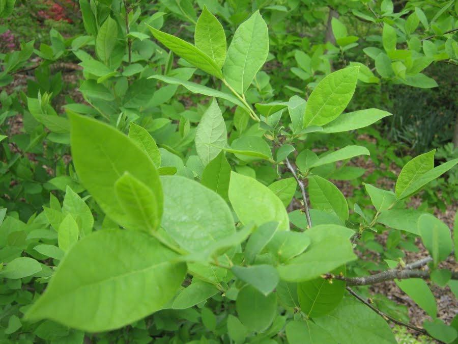 Future Plants by Randy Stewart: Spicebushes - The Lindera's