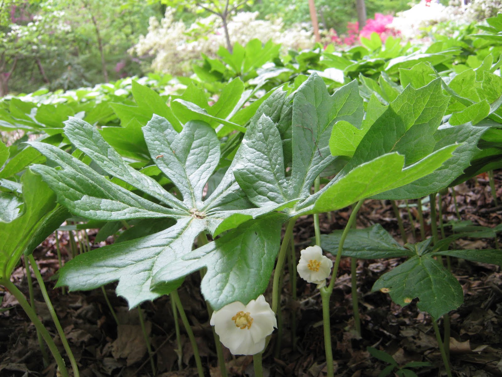 Future Plants by Randy Stewart: Podophyllum - May Apple