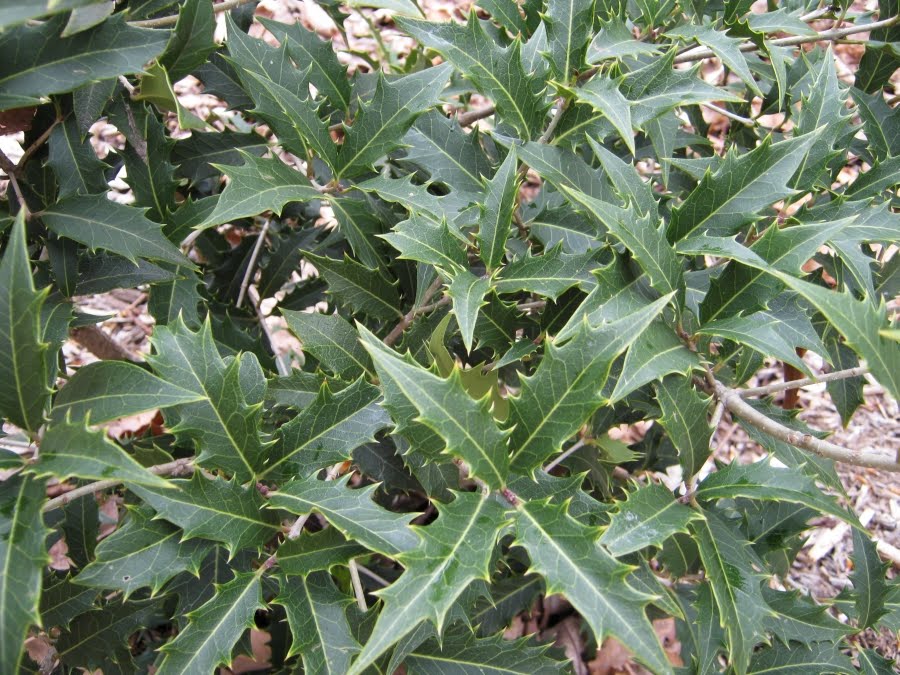 Future Plants by Randy Stewart: Osmanthus