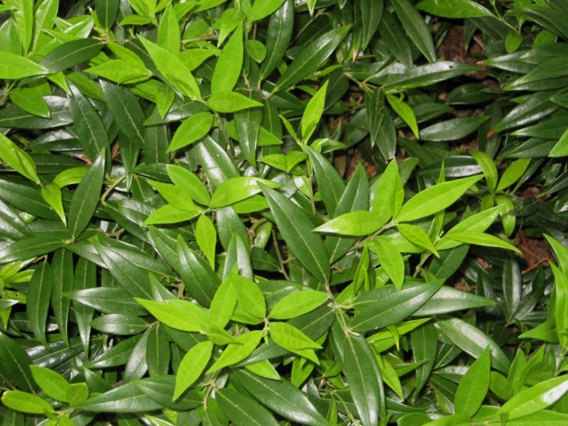 Future Plants by Randy Stewart: Sarcococca - Sweet Box