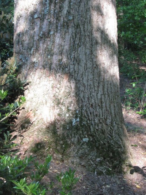 Future Plants by Randy Stewart: Liriodendron - Tulip Tree