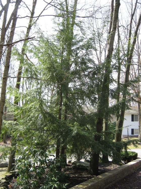 Future Plants by Randy Stewart: Hemlock - Tsuga