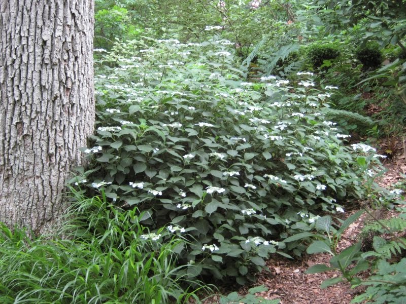 Future Plants by Randy Stewart: Hydrangea - Other Species