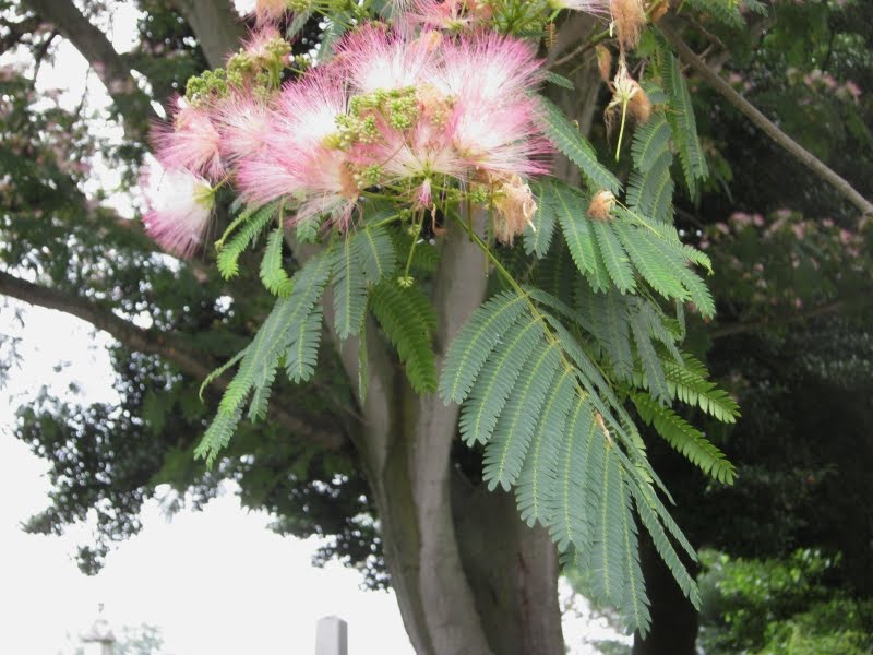 Future Plants by Randy Stewart: Albizia - Siris / Silk Trees